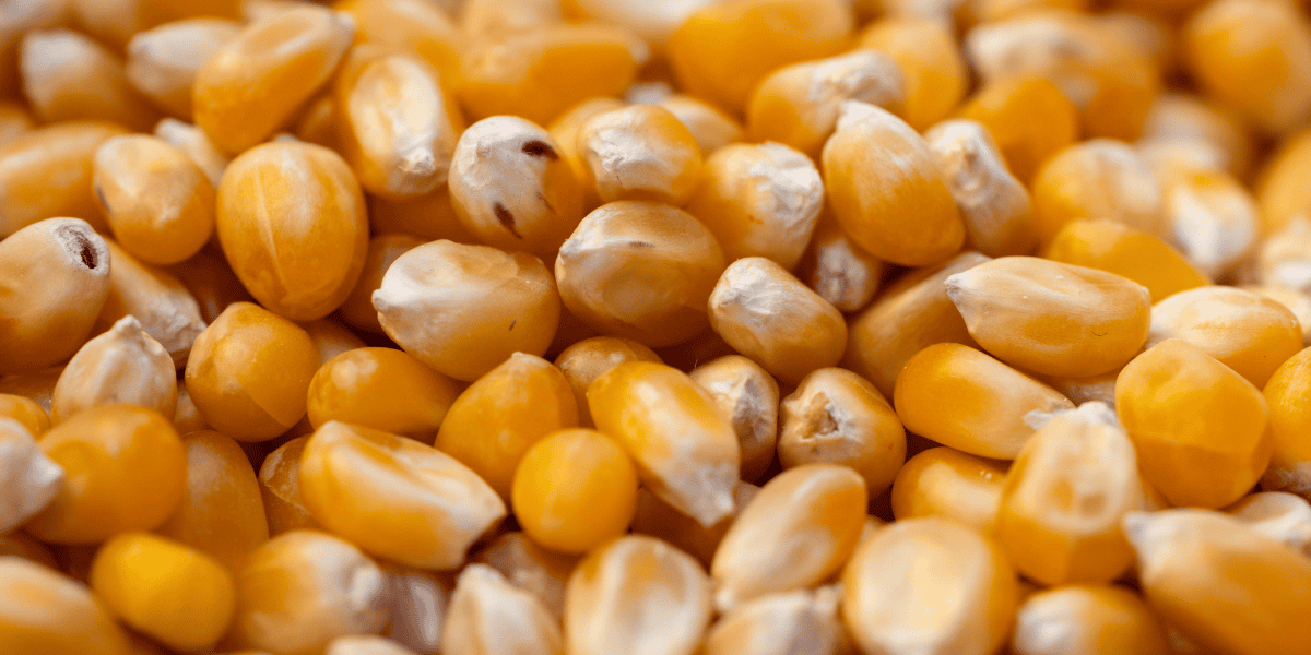 Historical Corn Prices: Key Trends and Lessons for Farmers