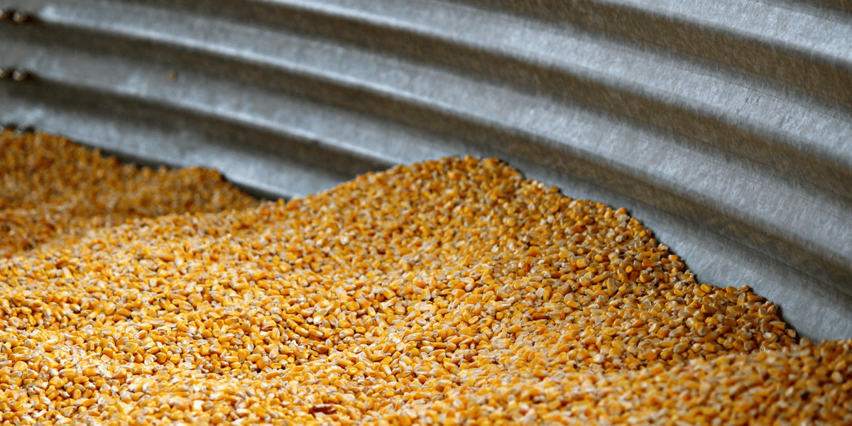 Damaged Grain in the US: Costs, Causes & Prevention