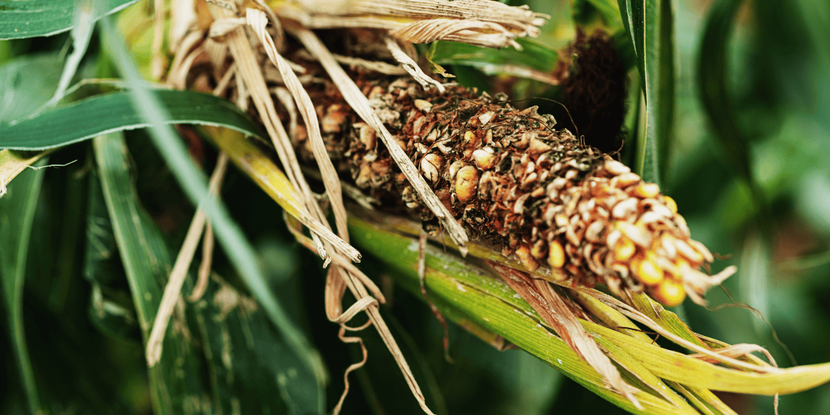 Why Crop Insurance Claims Are Rising